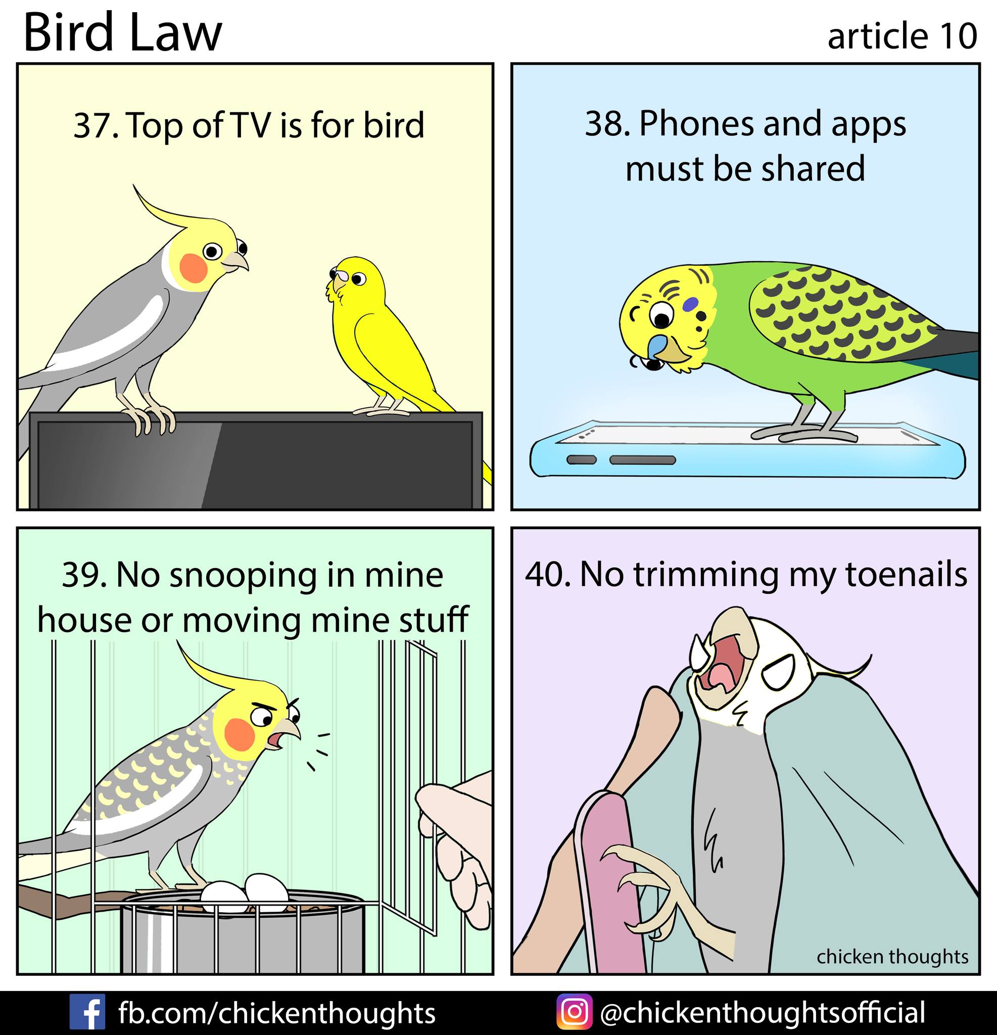 20 Comics About Birds That Will Help To Make Your Day Great (By Chicken Thoughts) | Comics To Read