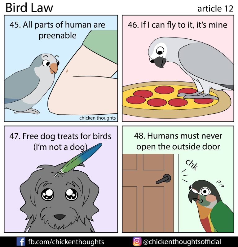 20 Comics About Birds That Will Help To Make Your Day Great (By Chicken ...