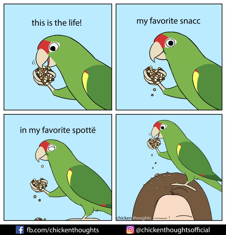 20 Funny Comics About Birds That Will Make You Fall in Love With Them ...