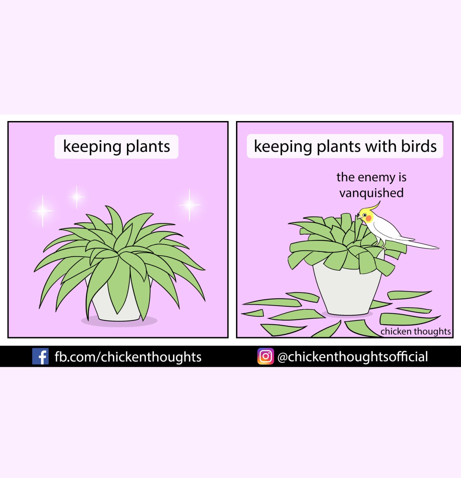 20 Funny Comics About Birds That Will Make You Fall in Love With Them ...